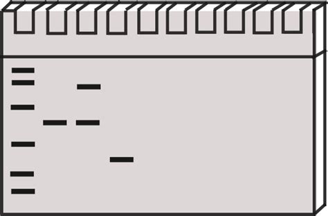 Western Blot Clip Art At Vector Clip Art Online Royalty