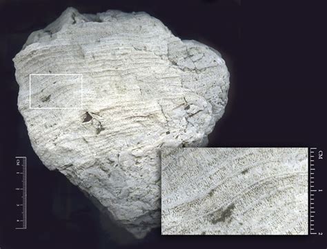 Stromatoporoid 1 Front Members Gallery The Fossil Forum