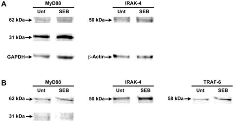 Primary Monocytes Or Human Monocytic Cell Line U937 Were Treated With