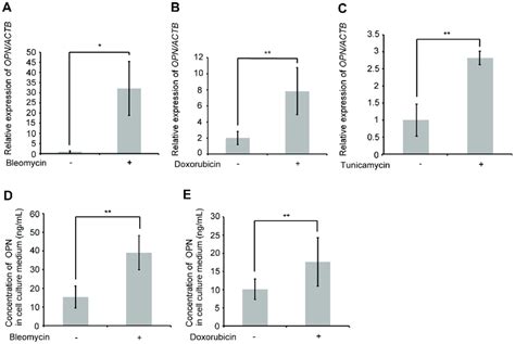 Effect Of Bleomycin Doxorubicin Or Tunicamycin On Opn Expression In