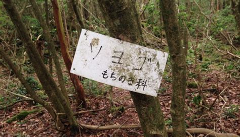 The Sea Of Trees Visiting Japans Suicide Forest