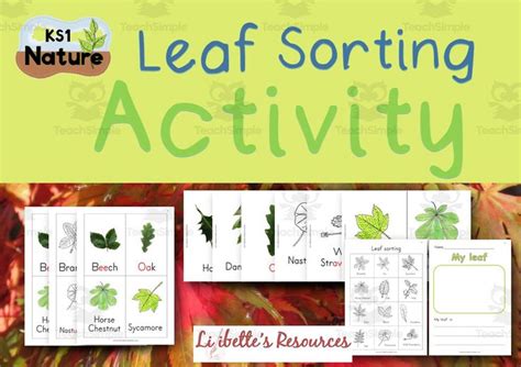 Leaf Sorting Activity Sorting Activities Science Curriculum National Curriculum
