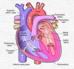 Vascular 2 CV Anatomy Flashcards Quizlet