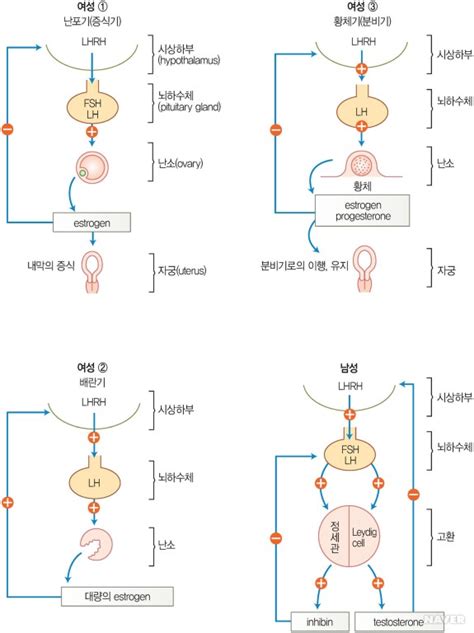 난포자극호르몬 여포자극호르몬 뇌하수체호르몬 네이버 블로그
