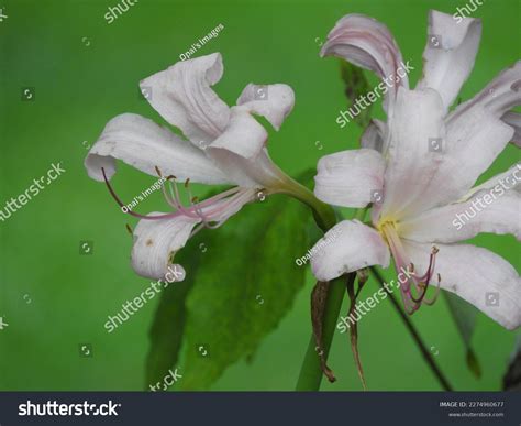 Naked Lady Lily These Plants Known Stock Photo Shutterstock