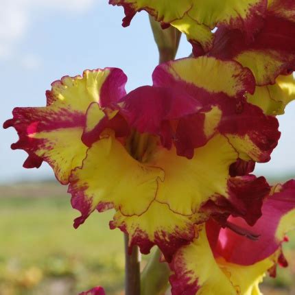 Gladiole Far West 5 Buc Planterra Ro Viata Pe Verde
