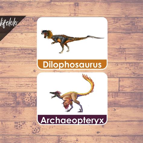 Dinosaurs 24 Flash Cards Nomenclature Cards Montessori Materials