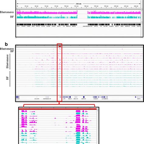 Chromosome Density Plots Of Mapped Sequencing Reads From Matching Bf