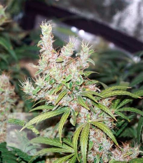 Buy Compassion Feminized Seeds By Dutch Passion Herbies Seeds