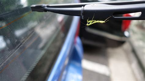 Mantis Insects Free Photo On Pixabay Pixabay