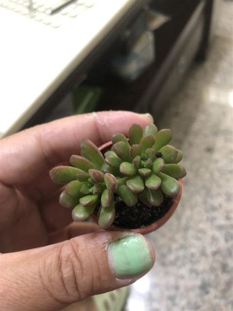 2019年誤入多肉植物坑 vivianbaby38的創作 巴哈姆特