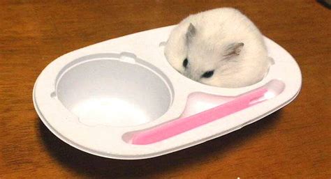 日 햄스터 ‘찰떡 아이스로 귀여운 변신