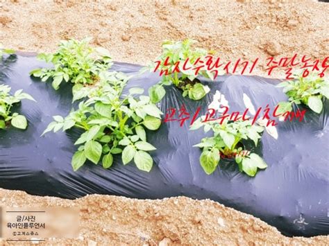 감자수확시기 주말농장 고추 고구마 참깨심는시기 덕 봄 네이버 블로그