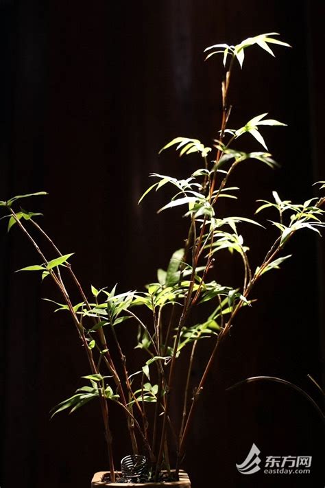 上海植物园兰室幽香迷人寒兰文化展吐芳绽蕊