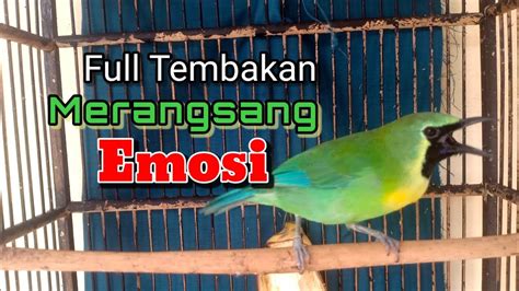 Cucak Ranting Gacor Tembakan Cucak Ranting Youtube