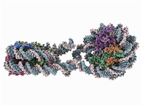 Dna Tetranucleosome Molecular Model Photograph By Science Photo Library Fine Art America