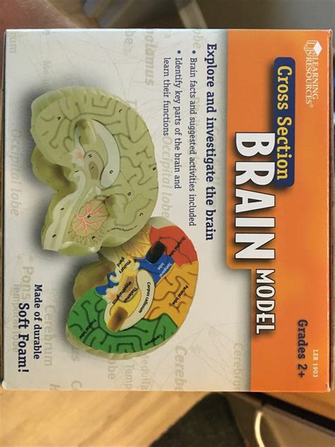 Learning Resources Cross Section Human Brain Model Used Great Condition