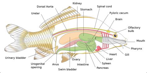 Fish Characteristics Anatomy Breathing Digestion Speed Biting