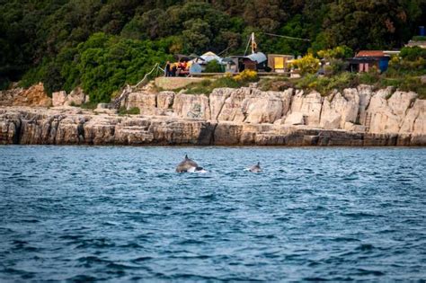 Pula Parc National De Brijuni Coucher De Soleil Dauphins Et Dîner Croisière Getyourguide
