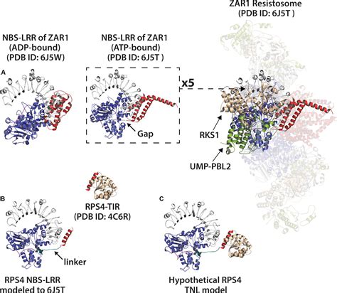 Frontiers Enzymatic Functions For Toll Interleukin 1 Receptor Domain