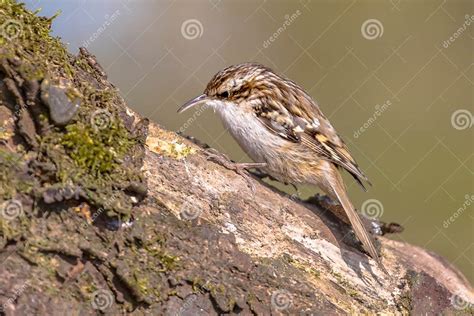 Short Toed Treecreeper Foraging On Tree Trunk In Forest Stock Image