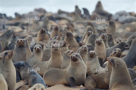Nnp Photo Library