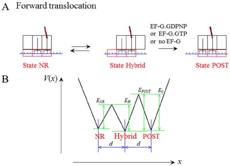 Forward Translocation A Schematic Of Transition From Download Scientific Diagram