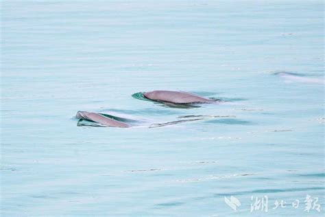 湖北宜昌：长江江豚逐浪嬉戏葛洲坝生态防护林