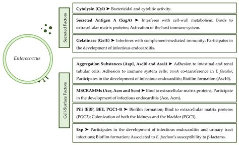 Enterococcus Virulence And Resistant Traits Associated With Its