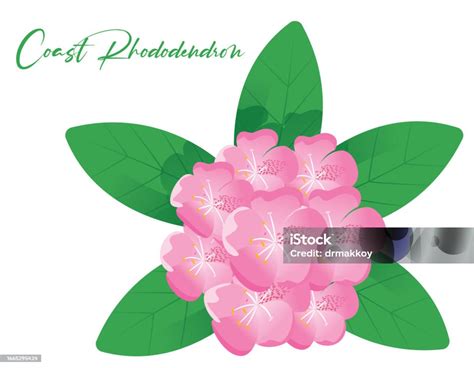 Washington State Flower Pacific Rhododendron Stock Illustration