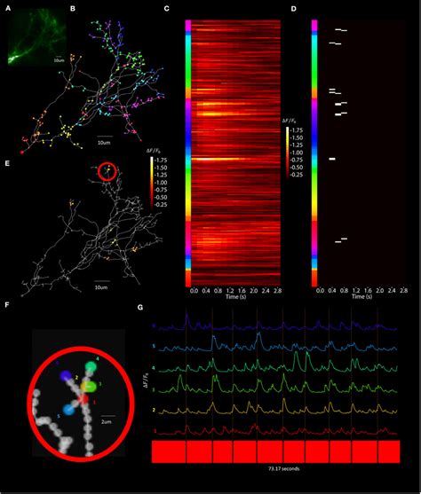 Visually Evoked Synaptic Localized Glutamate Transients Across The
