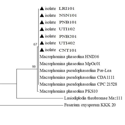 maximum parsimony phylogenetic tree of the its1 5 8s its5 sequences a
