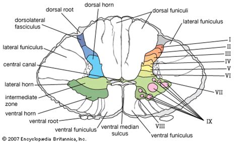 Lateral Horn Anatomy Britannica