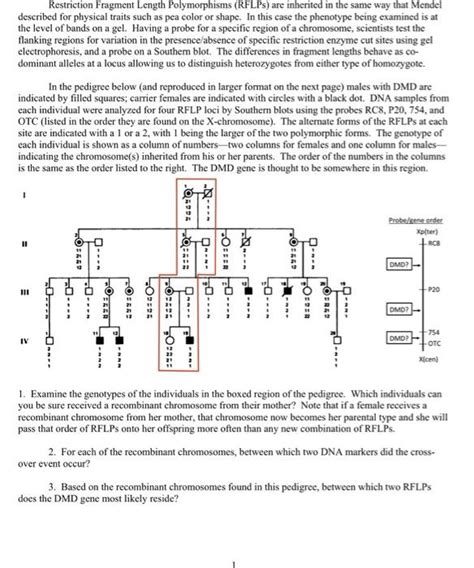 Solved Restriction Fragment Length Polymorphisms Rflps Are