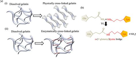 Schematic Of Gelatin Cross Linking Processes A I Physical And Ii