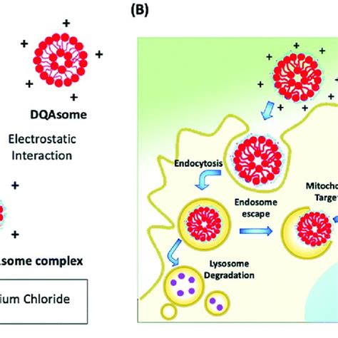 Lysosome Targeted Fluorescent Probes Blue Targeting Moiety Red