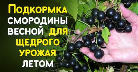 Чем подкормить черную смородину весной: как делать это правильно - Со ...