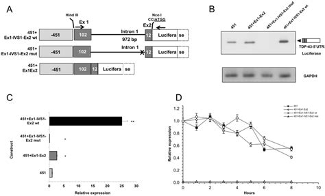 Effects Of 5′utr And Intron 1 On The Transcriptional Activity Of The