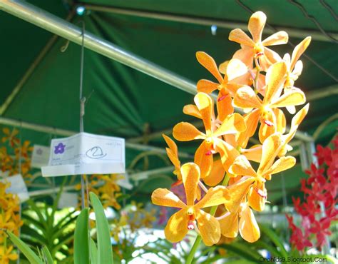 Orchids Flowers Pictures Bulbophyllum Vanda Cattleya Cymbidium ...