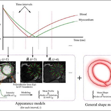 active shape model training includes building multiple appearance