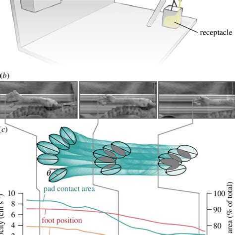 Measuring Adhesion By A Gecko Foot A Illustration Of The Custom Download Scientific Diagram