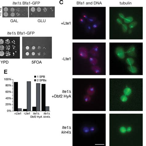 In Vitro Assays Of Protein Activity A And B Guanosine Nucleotide