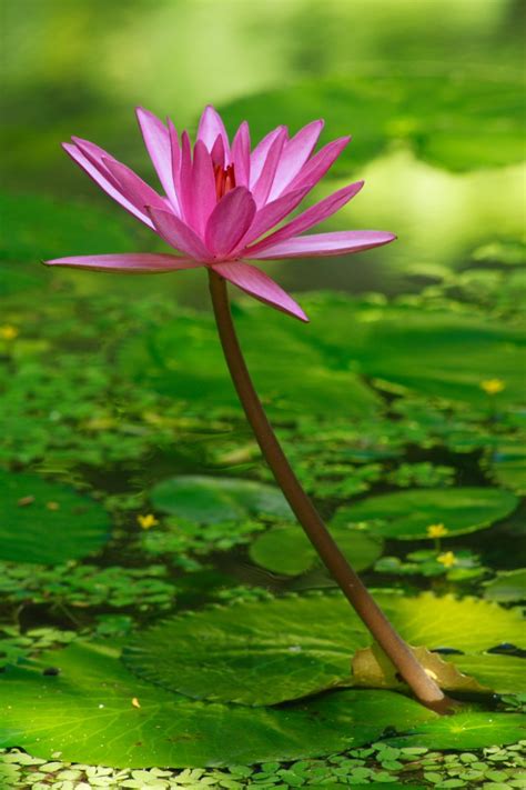 Water Lilly Free Photo Download Freeimages