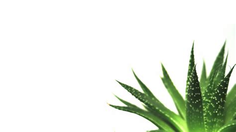 Nature Minimalistic Plants Macro Simple White Background