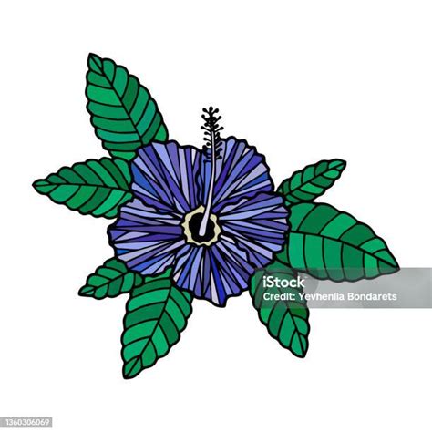 Tropical Hibiscus Flower Vector Stock Illustration Eps10 Isolate On