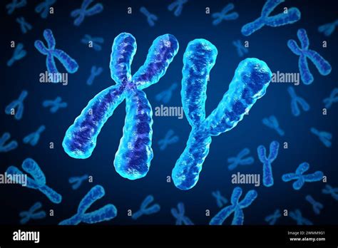 X And Y Chromosomes As Male Chromosome Concept For A Human Biology