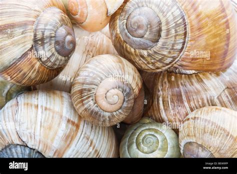 Different Snail Shells