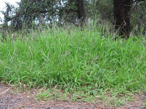 Digitaria Variety Of Life