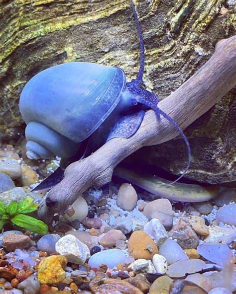 What Are Mystery Snails How To Care The Aquarium Life