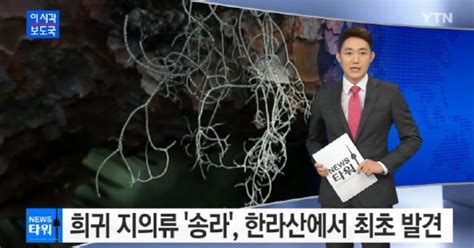 희귀 지의류 송라 한라산에서 발견 천연보호구역에서 연구 중 서식 확인